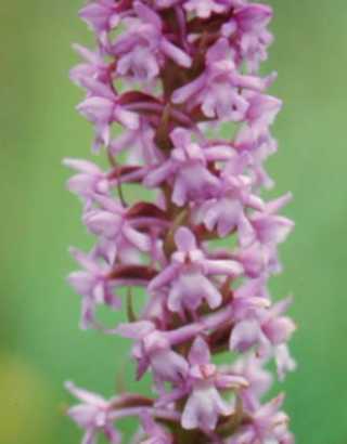 Christian Beckmann - Orchideen in der Nordeifel